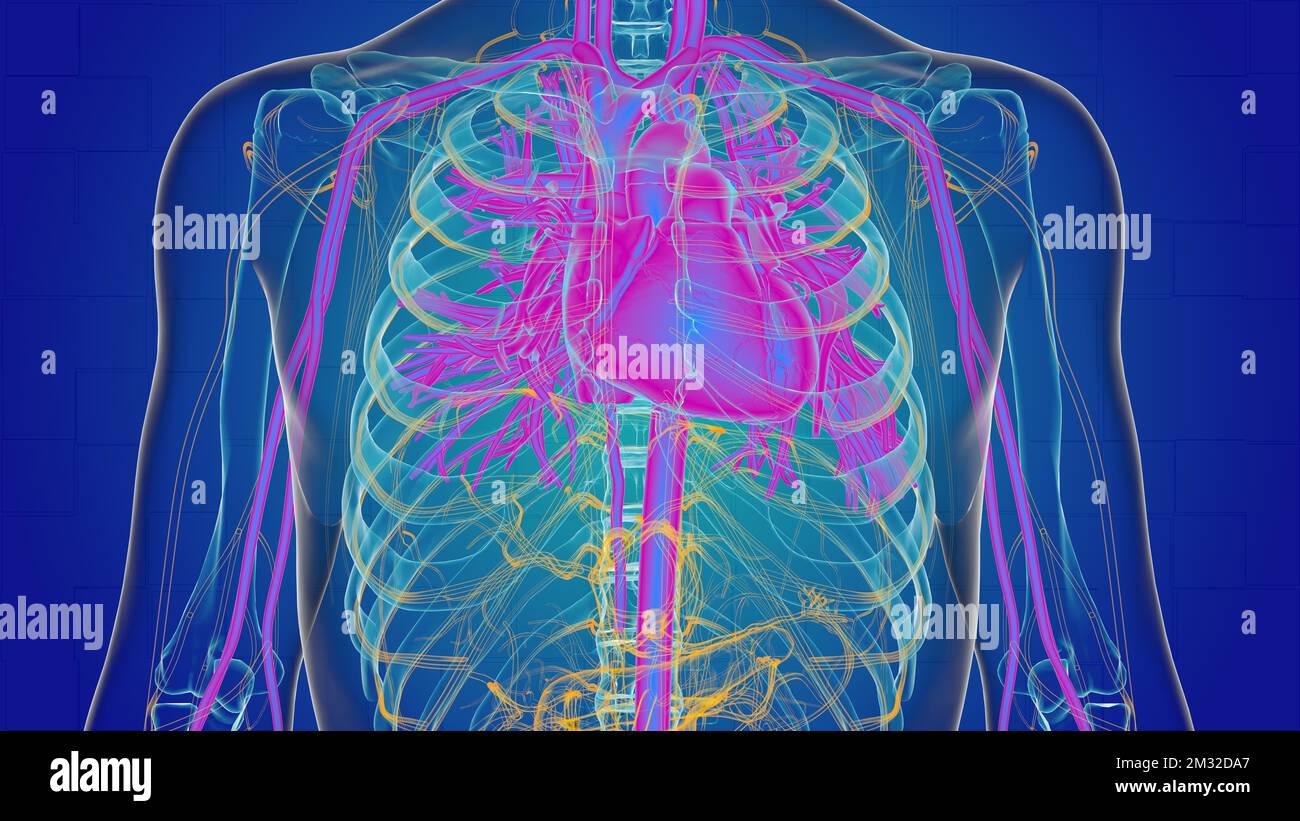 Human heart anatomy for medical concept 3D illustration Stock Photo - Alamy