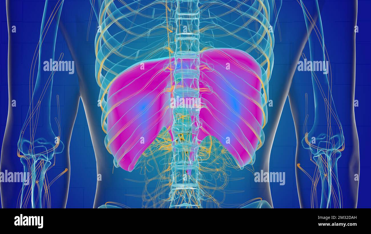 Human diaphragm anatomy for medical concept 3D illustration Stock Photo ...