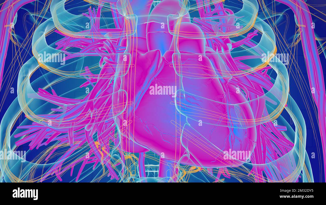 Human heart anatomy for medical concept 3D illustration Stock Photo - Alamy