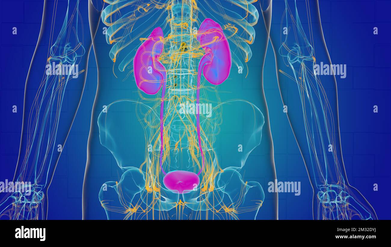 Human kidney anatomy for medical concept 3D illustration Stock Photo ...