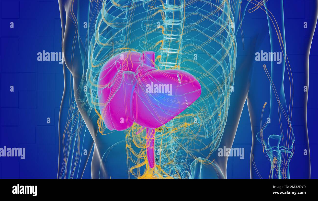 Liver anatomy for medical concept 3D illustration Stock Photo - Alamy