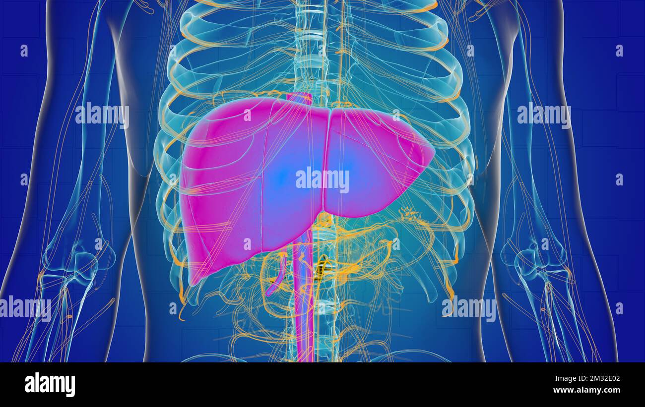 Liver anatomy for medical concept 3D illustration Stock Photo - Alamy
