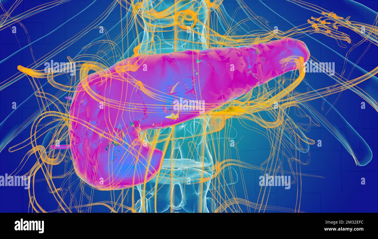 Pancreas anatomy for medical concept 3D illustration Stock Photo - Alamy