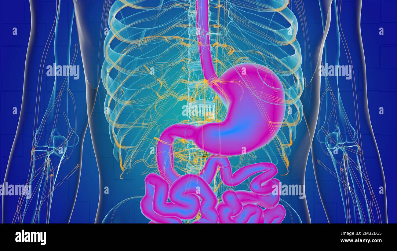 Human stomach anatomy for medical concept 3D illustration Stock Photo ...