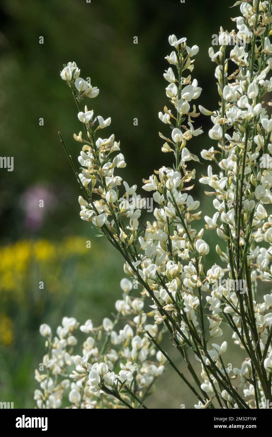 White warminster broom hi-res stock photography and images - Alamy