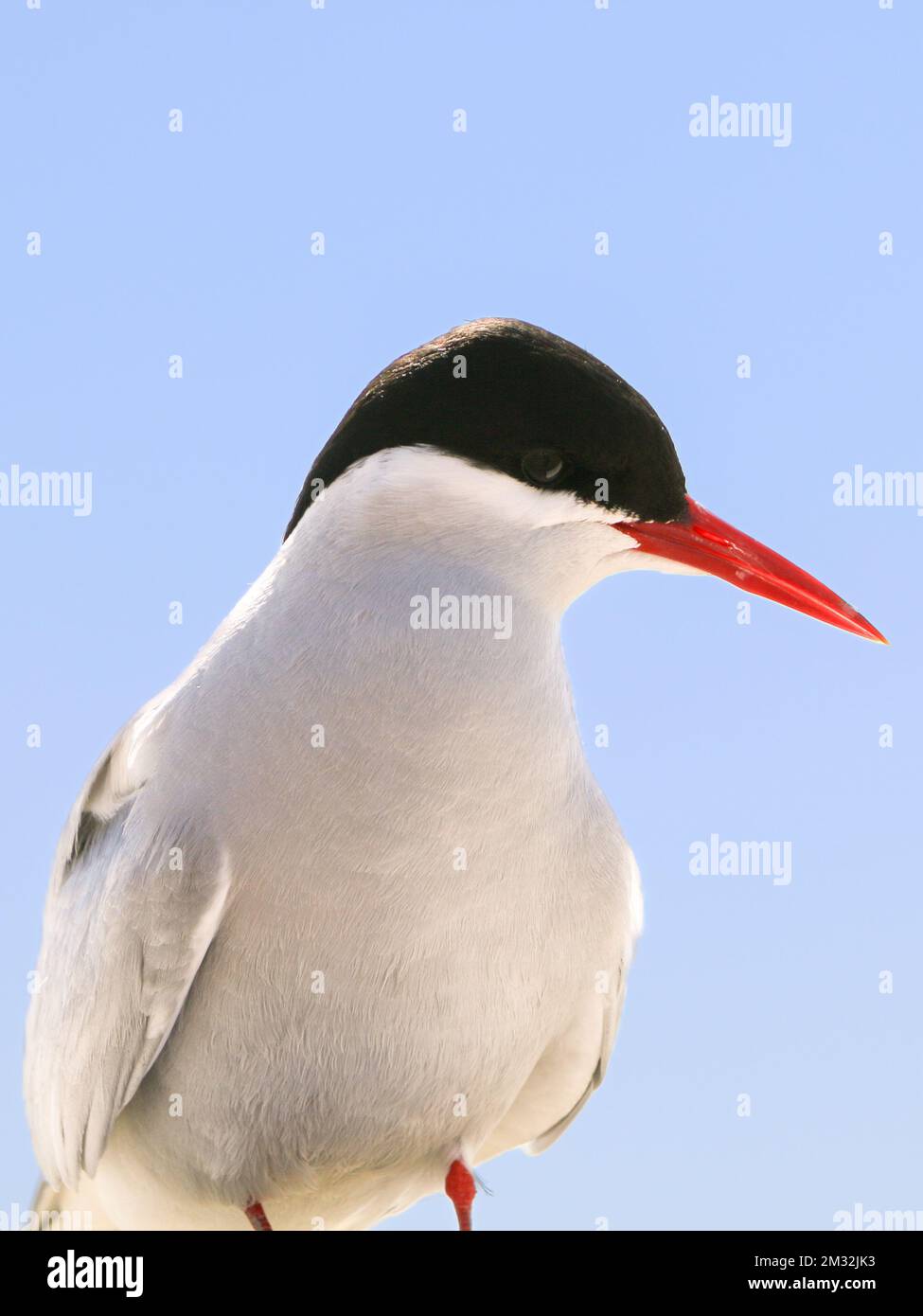 A vertical closeup shot of the Arctic tern bird (Sterna paradisaea ...