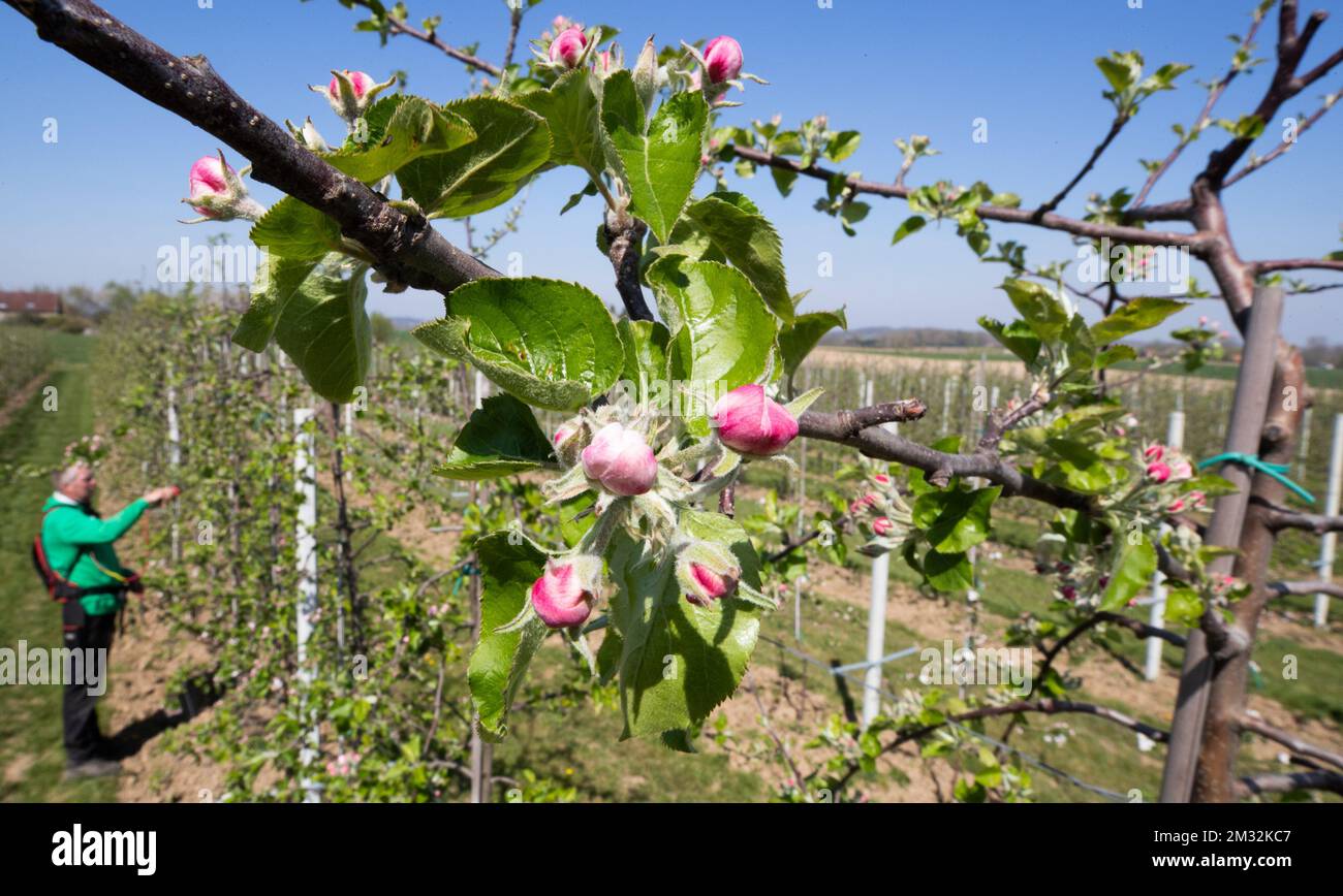 Illustration picture shows apple trees on fruit farm 'Fruitburght' in ...