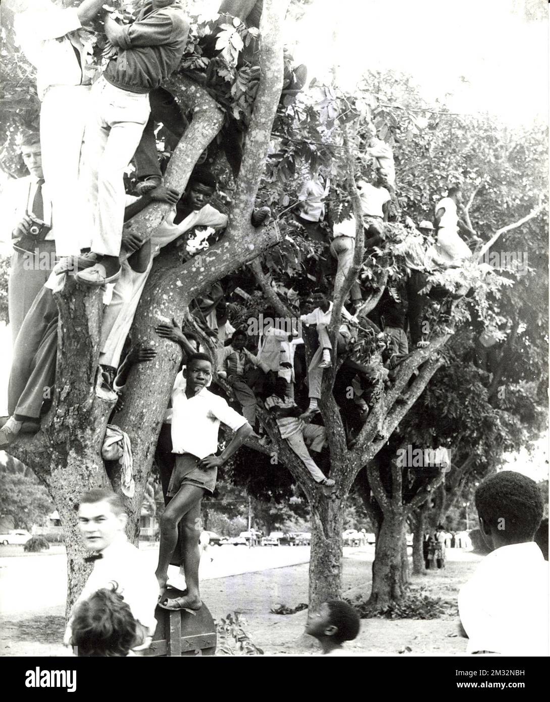 19600701 - LEOPOLDVILLE, CONGO: Men sit in trees which line the streets ...