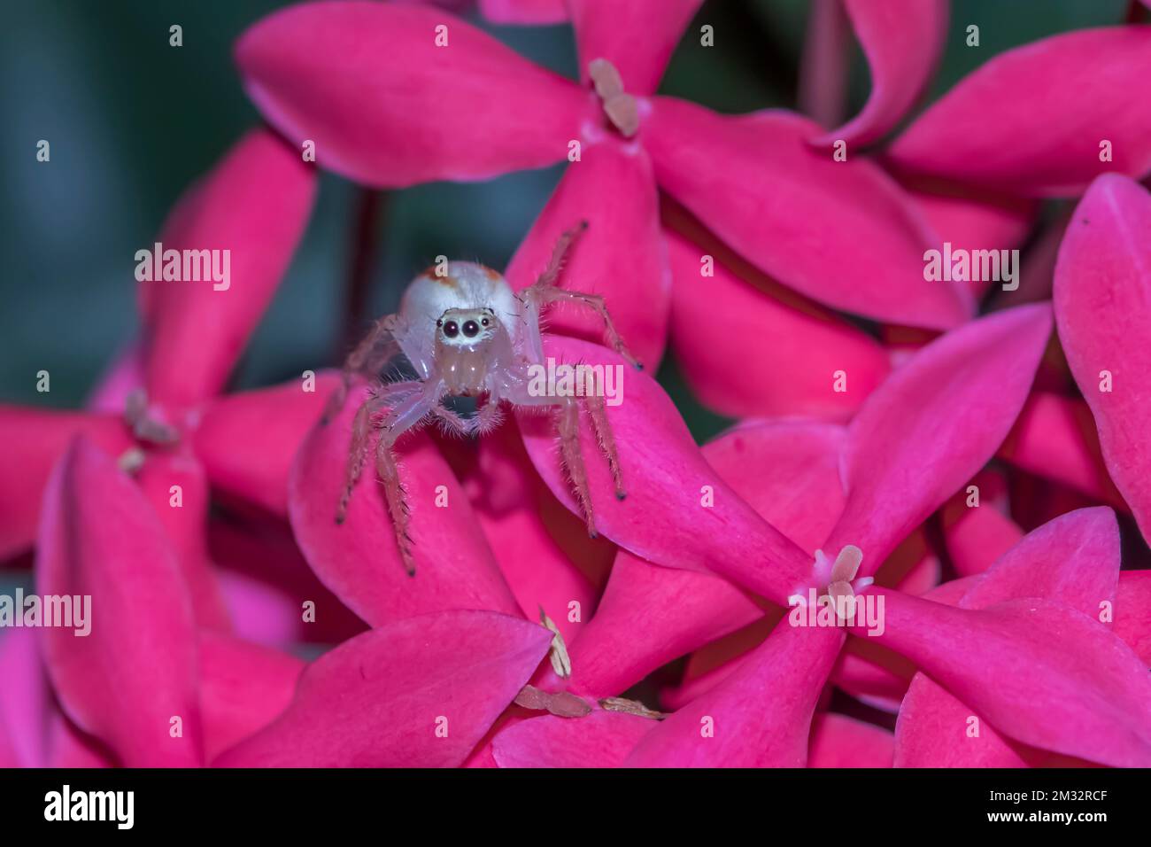 The enriching nature of nature of India Stock Photo - Alamy