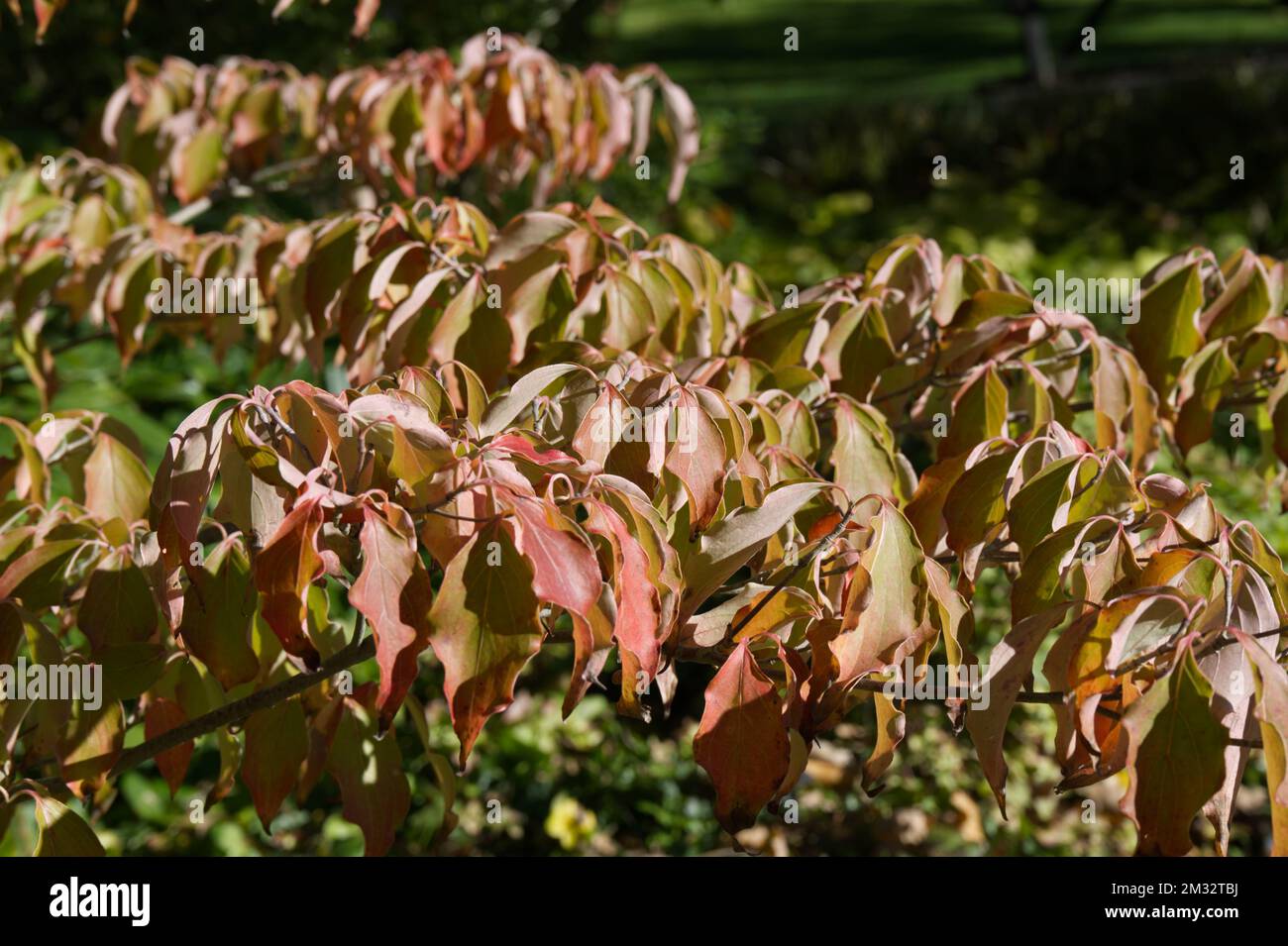 Cornus kousa autumn colour hi-res stock photography and images - Alamy