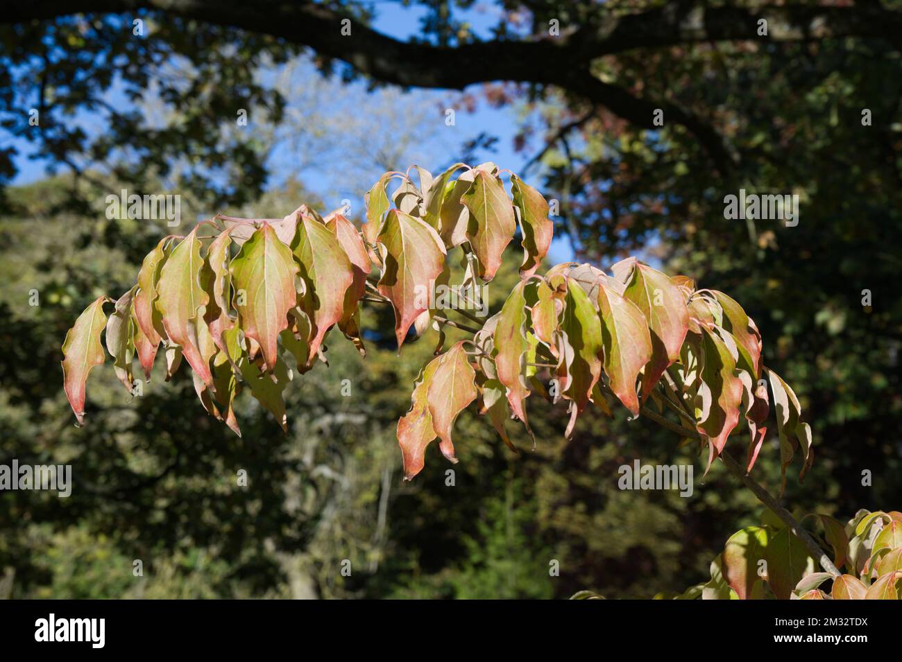 Cornus kousa autumn colour hi-res stock photography and images - Alamy
