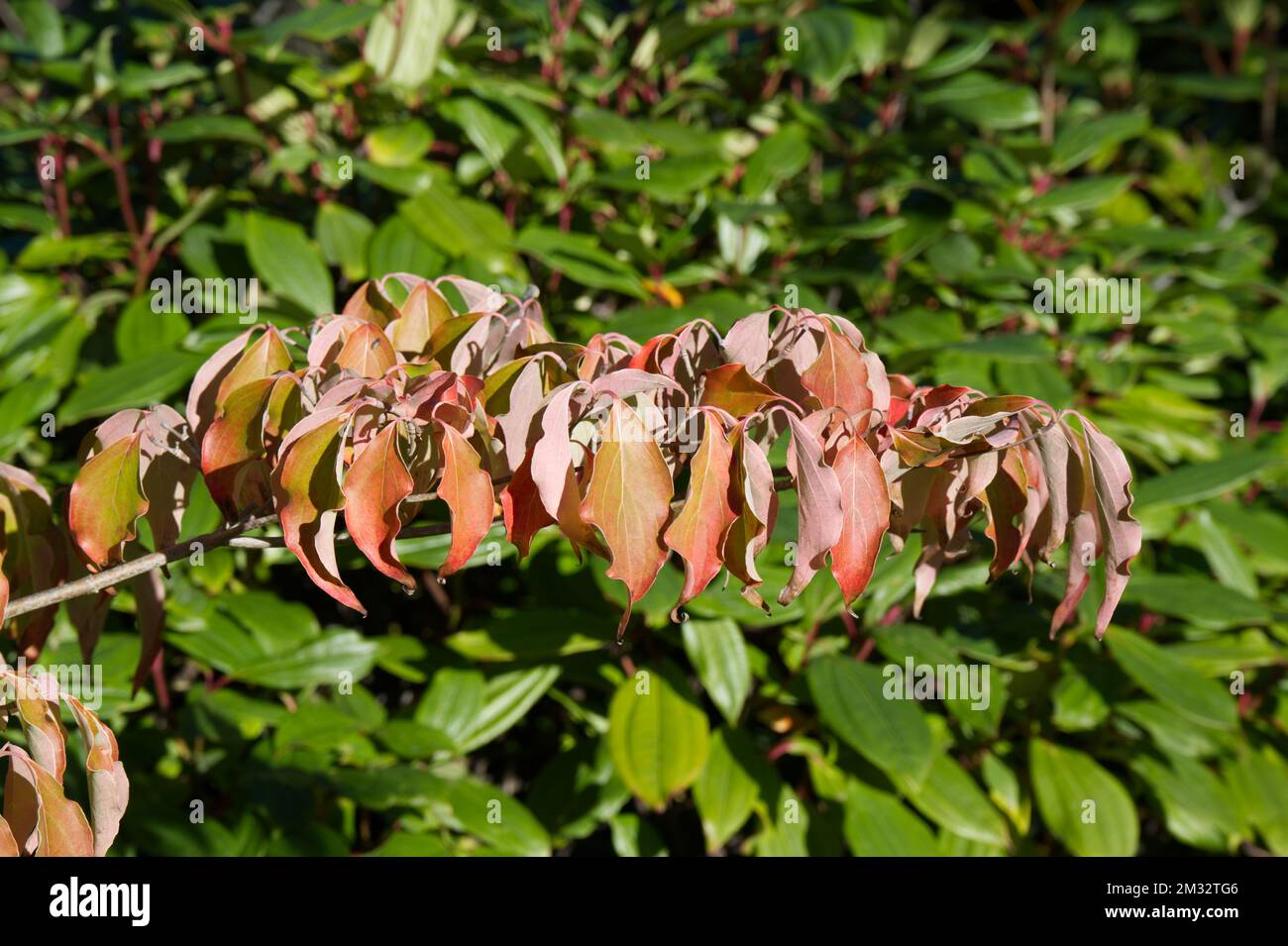 Cornus kousa autumn colour hi-res stock photography and images - Alamy