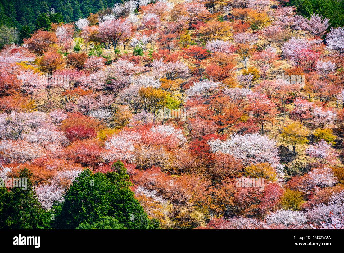 Yoshinoyama, Nara, Japan spring landscape with vibrant cherry blossoms ...