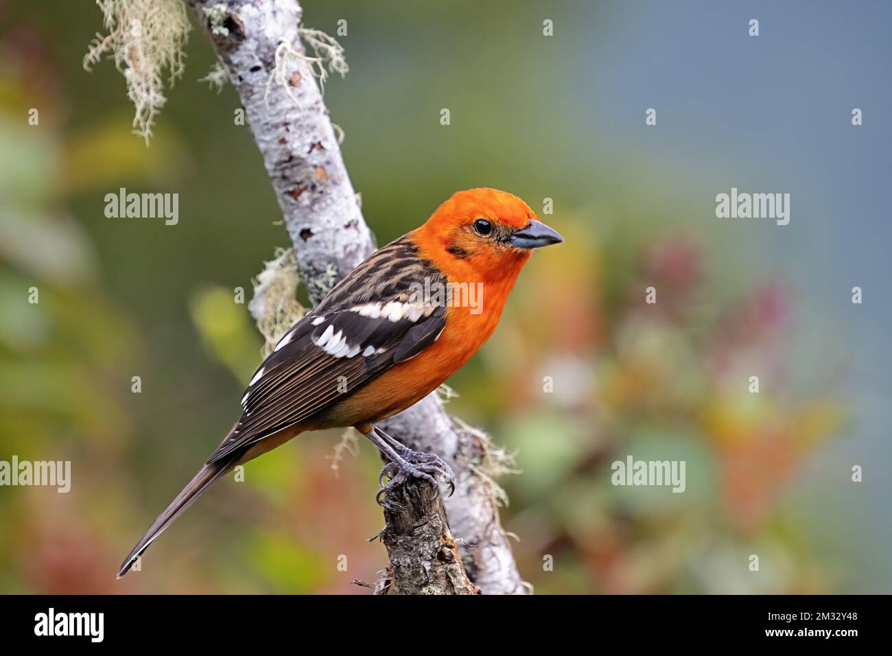 A brilliant orange male Flame-colored tanager perched on a branch in ...