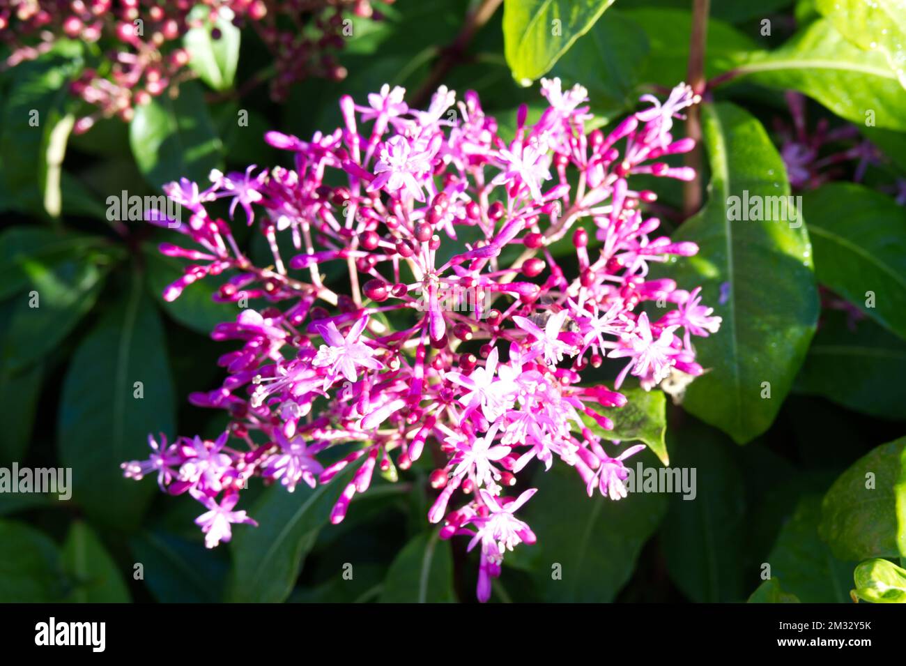 Paniculate Fuchsia paniculata in flower in UK garden October Stock ...