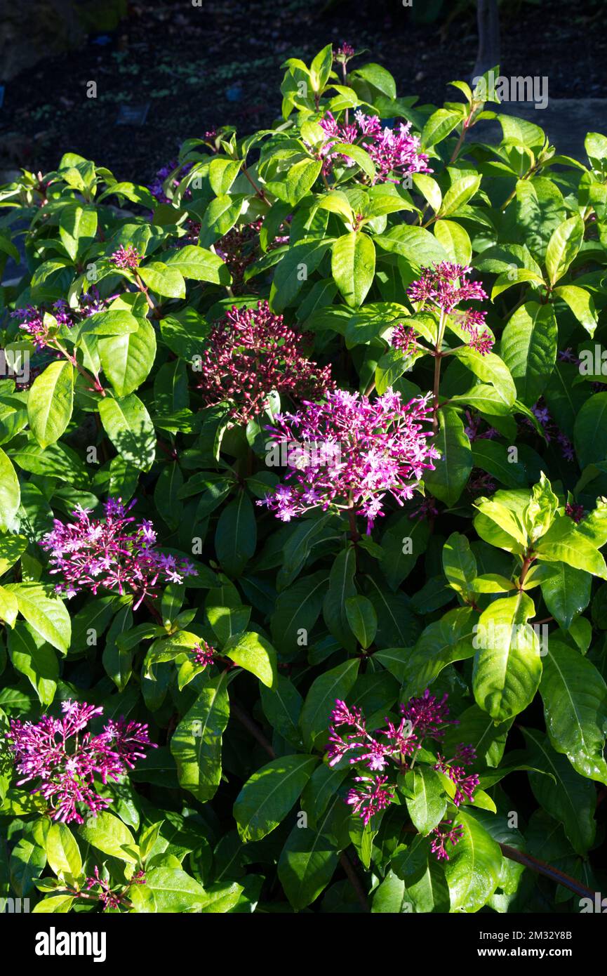 Paniculate Fuchsia paniculata in flower in UK garden October Stock ...