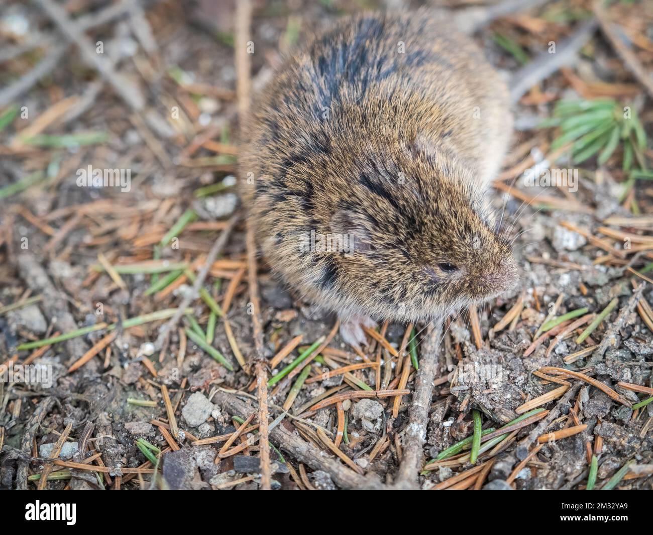 A closeup of a Common vole on the ground with a blurry background ...