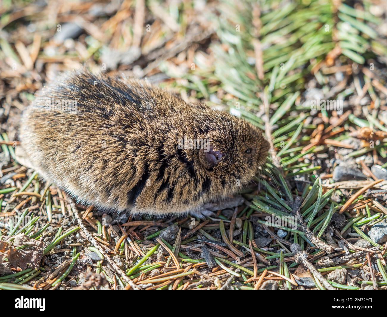 A closeup of a Common vole on the ground with a blurry background ...