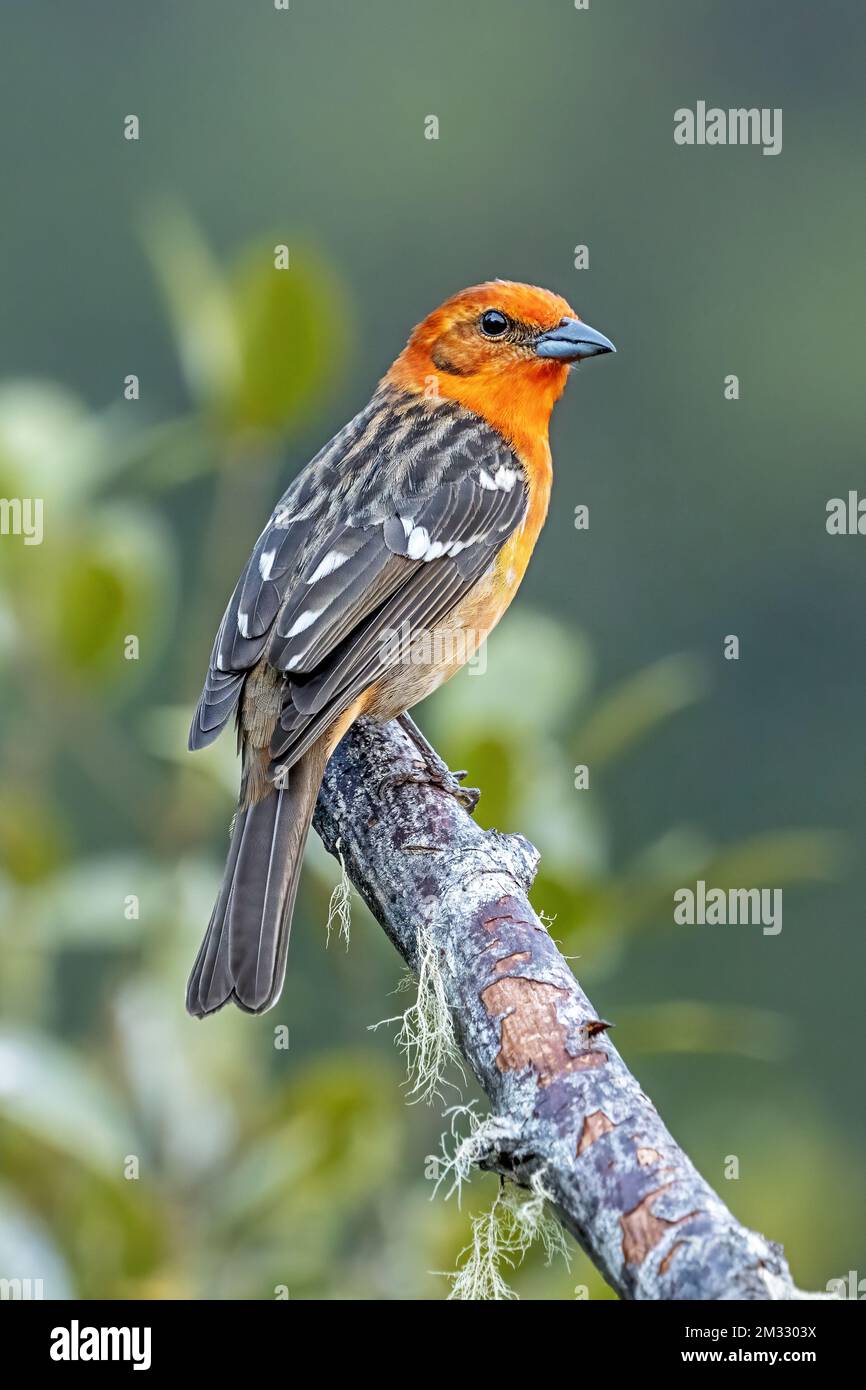 A brilliant orange male Flame-colored tanager perched on a branch in ...