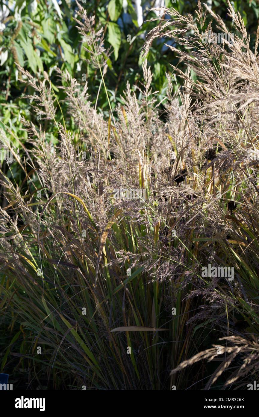 Flowers of ornamental grass Pennisetum orientale Karley Rose in UK ...