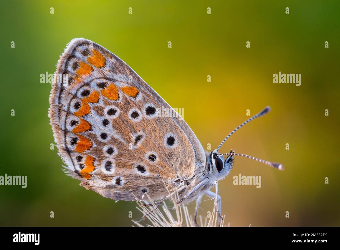 Brown arus butterfly hi-res stock photography and images - Alamy