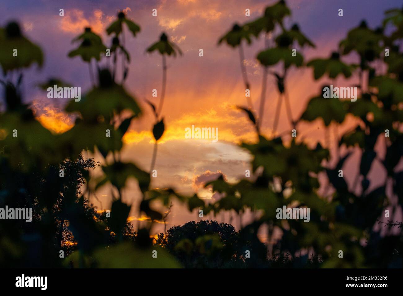 Illustration picture shows a spectacularly colourful sunset after heavy ...