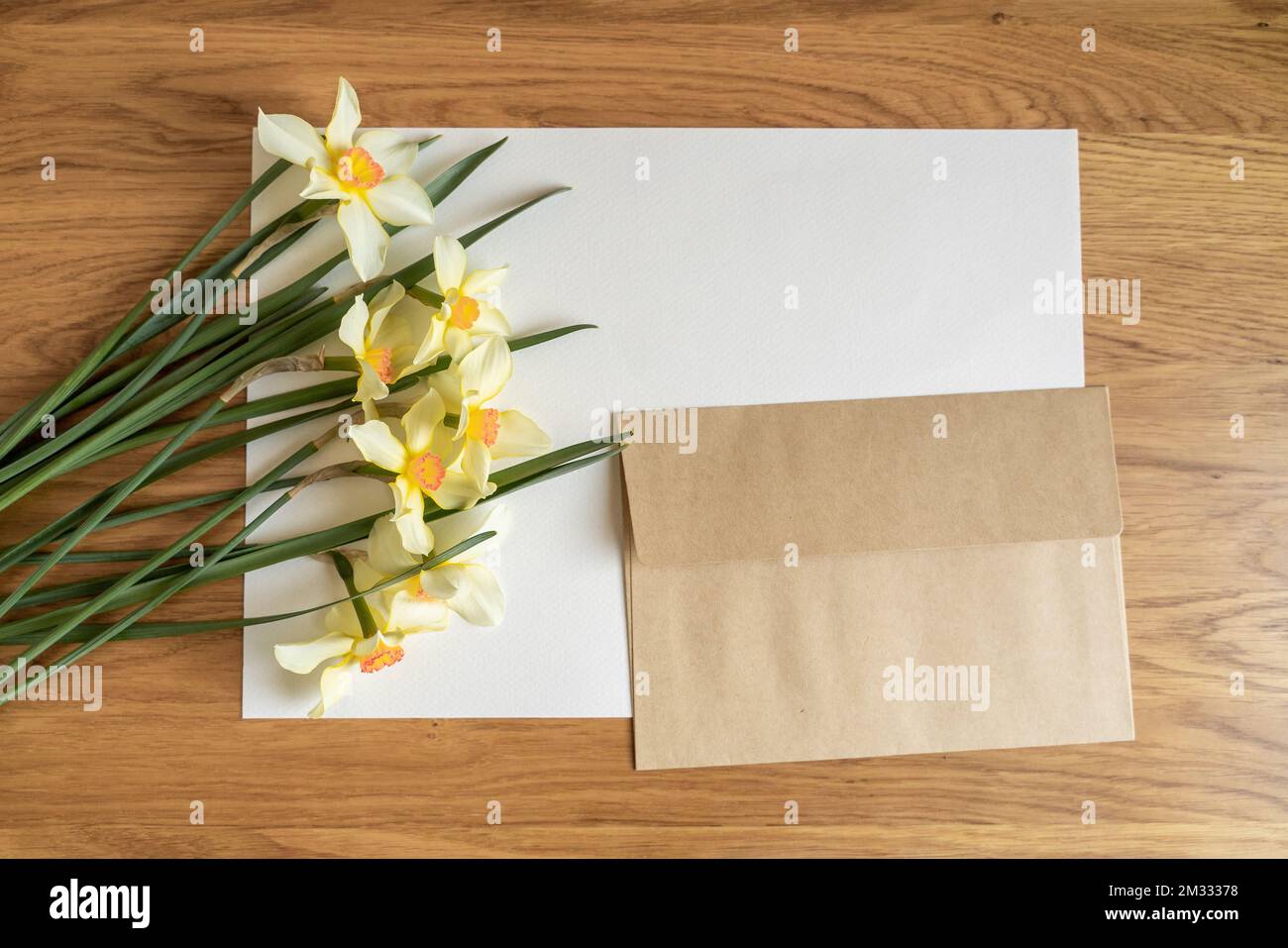 Daffodils flowers flat lay and blank letter layout with envelope on ...