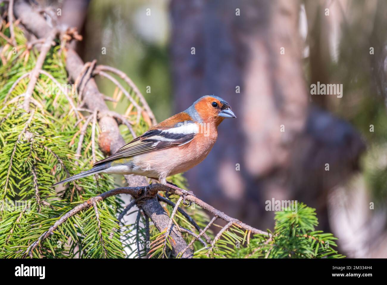 Common chaffinch sits on a branch in spring on green background ...