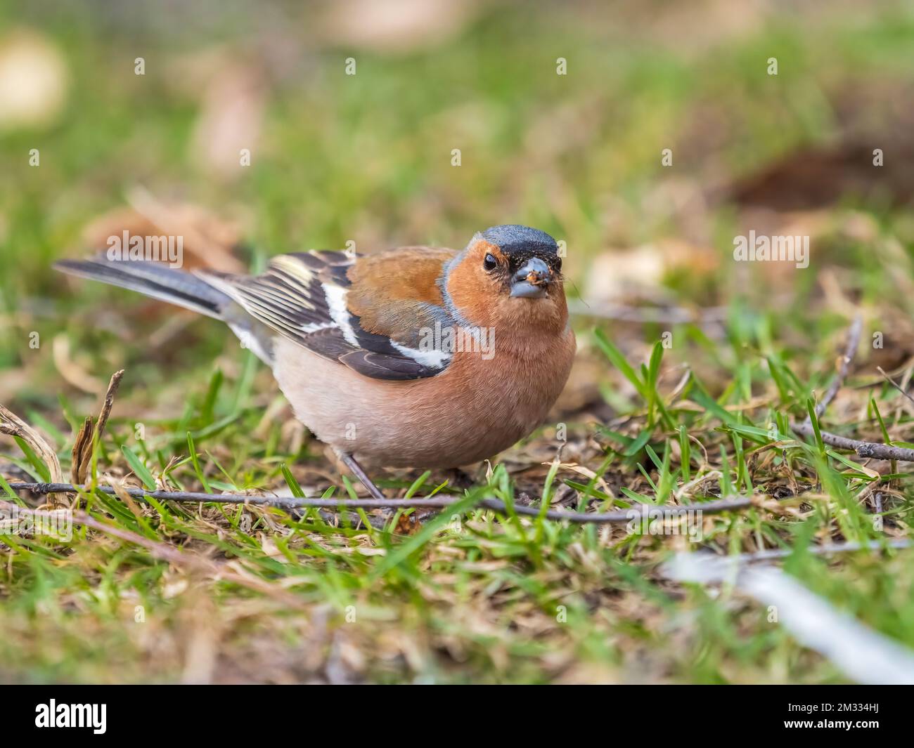 Common chaffinch sits on a green lawn in spring. Beautiful songbird ...