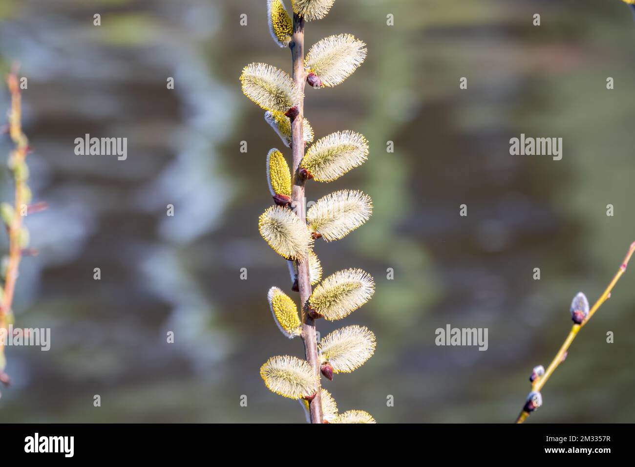 Nature awakes in spring. Blooming willow twigs and furry willow-catkins ...