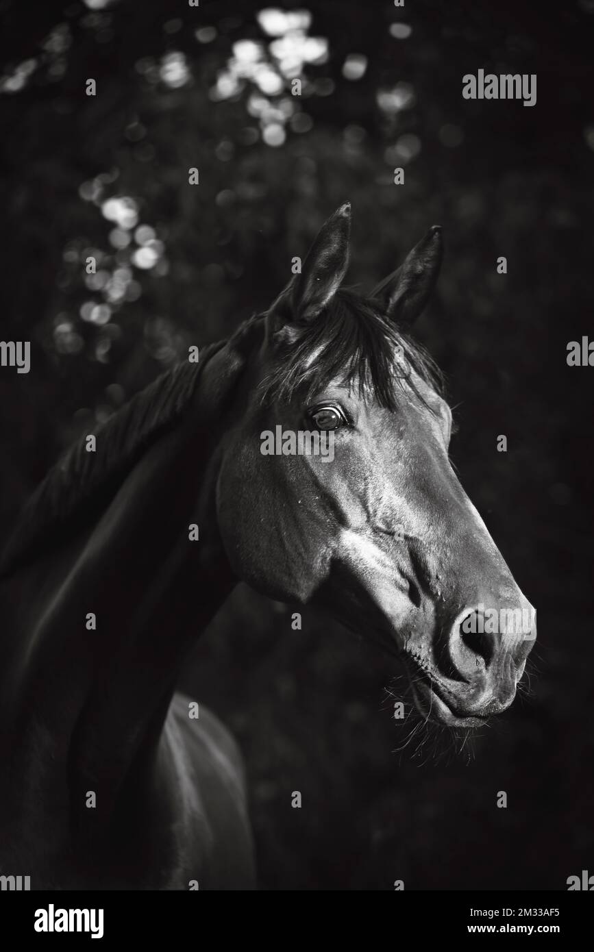 A beautiful closeup of a horse face in the field Stock Photo - Alamy