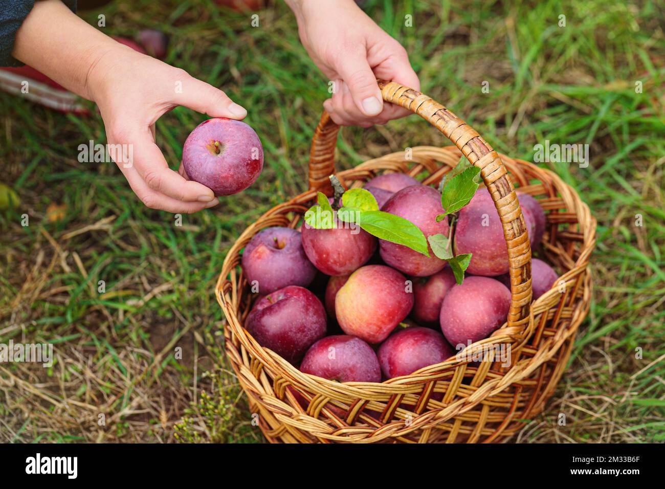 Woman holding wicker basket and harvesting apples from fruit tree Stock ...