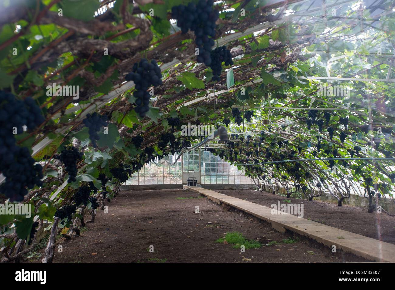 Illustration picture shows the grape greenhouse in Overijse, Thursday ...