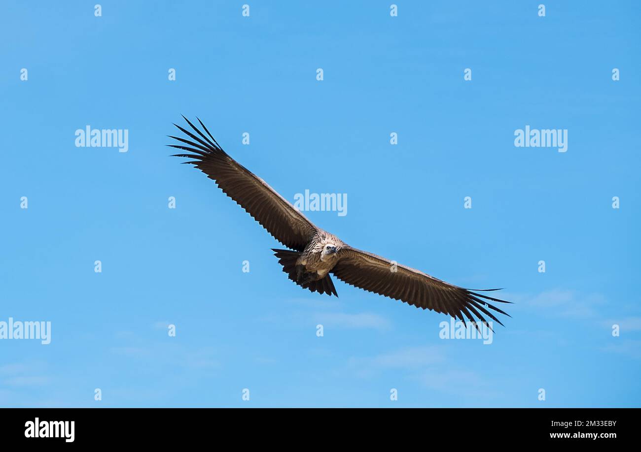 White-backed vulture (Gyps africanus) flying in the blue sky looking ...