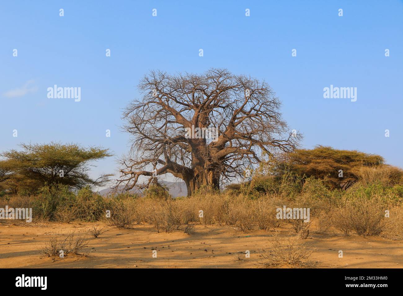 A nature scene with trees and various plants on the dry ground during ...