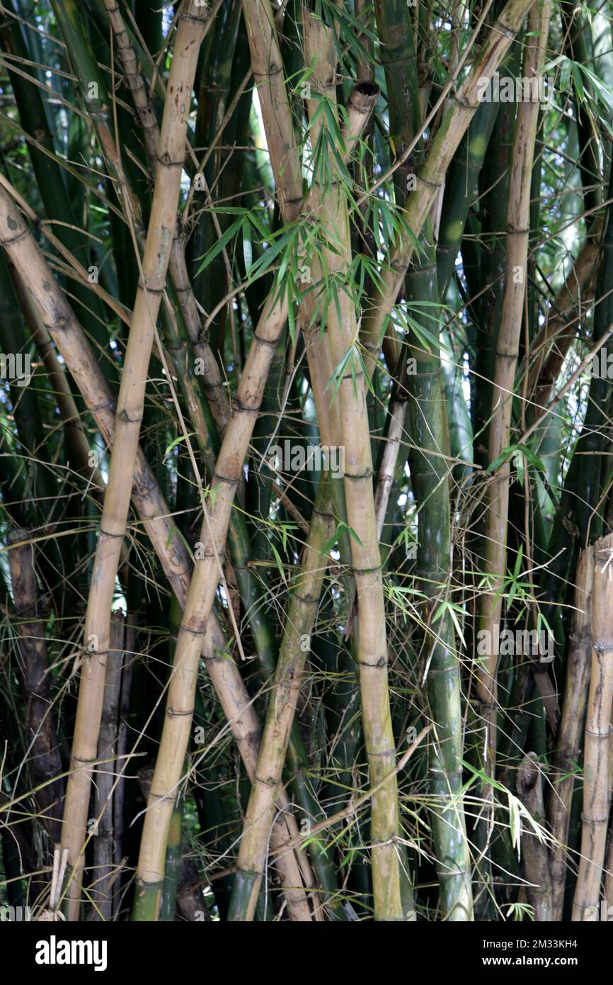 salvador, bahia, brazil - november 9, 2022: Bamboo tree plants seen in ...