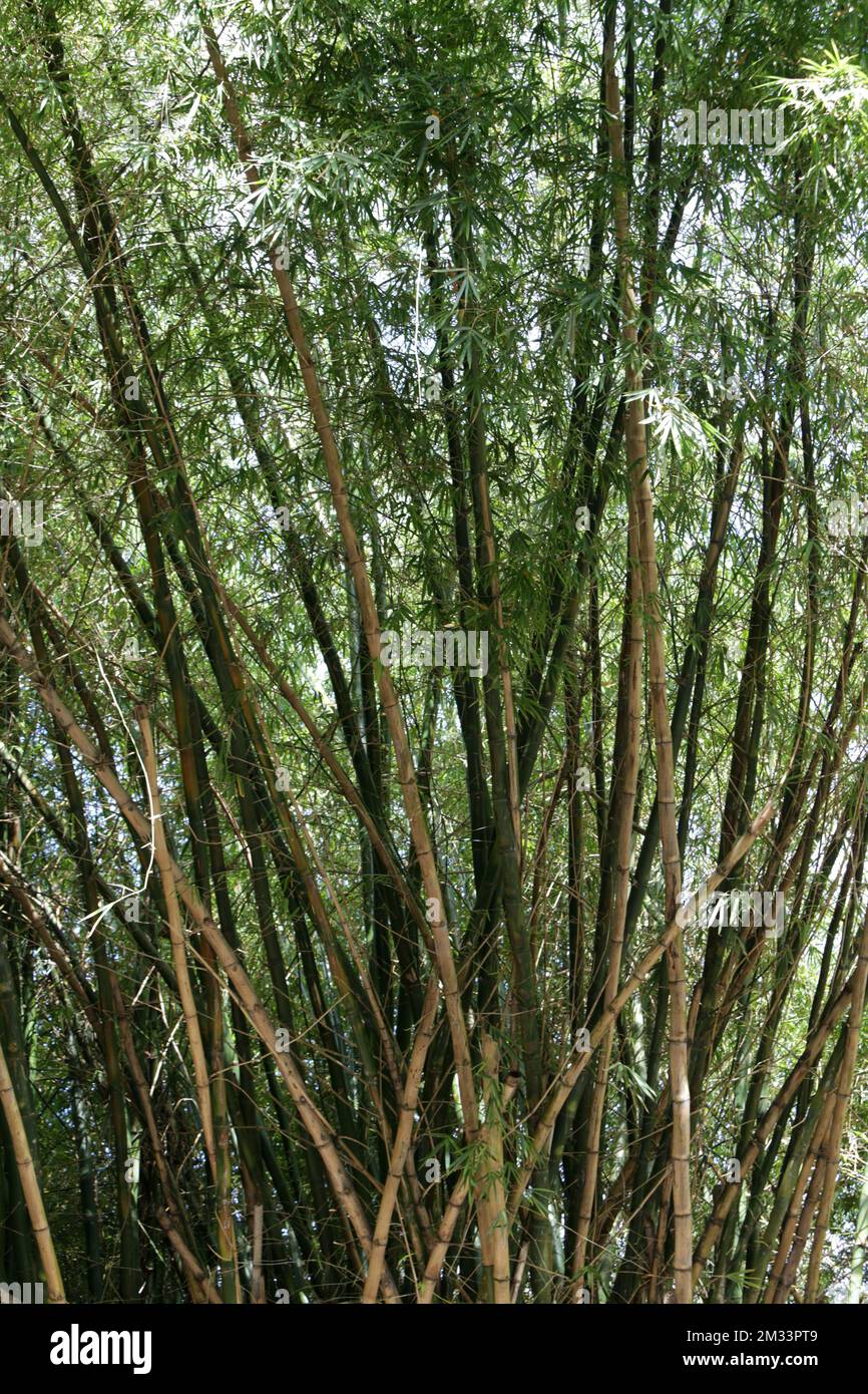 salvador, bahia, brazil - november 9, 2022: Bamboo tree plants seen in ...