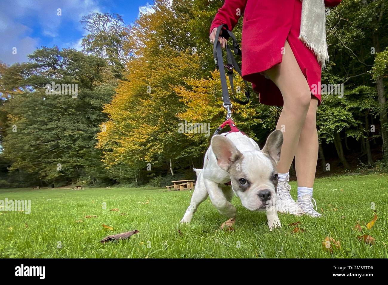 Illustration picture shows a French Bulldog during autumn weather at ...