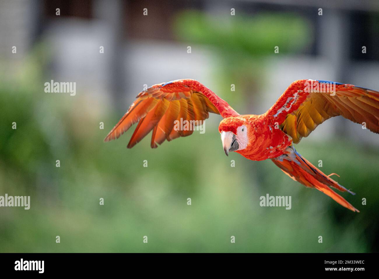 A red Scarlet macaw in the flight Stock Photo - Alamy