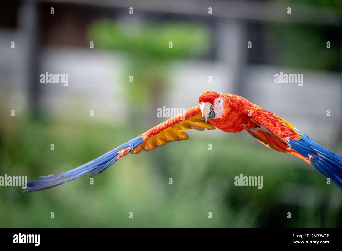 A beautiful Scarlet macaw flying high in the forest Stock Photo - Alamy