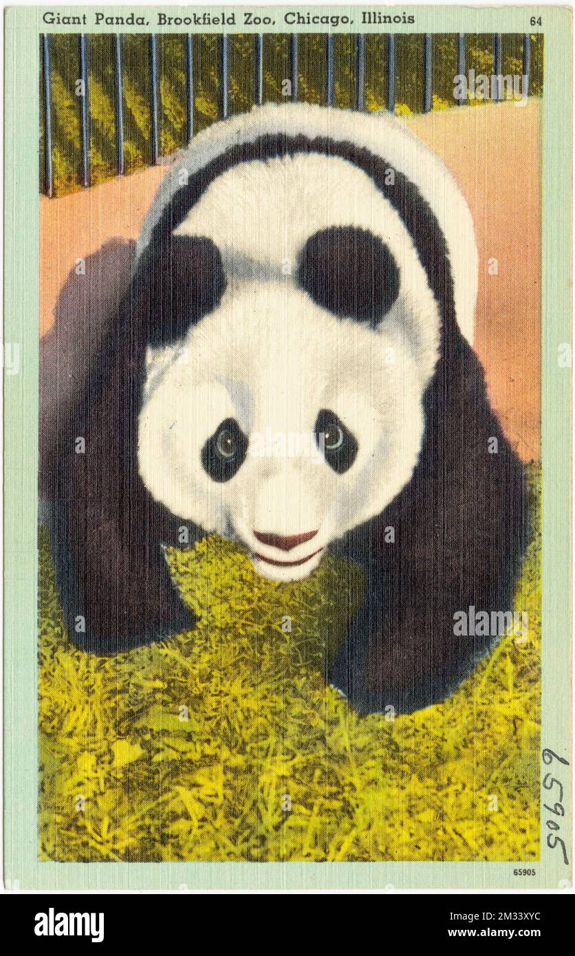 Giant Panda, Brookfield Zoo, Chicago, Illinois , Galleries & museums ...
