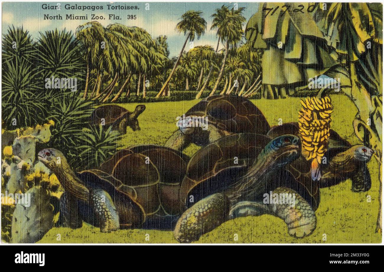 Giant Galapagos tortoises, North Miami Zoo, Florida , Tichnor Brothers ...
