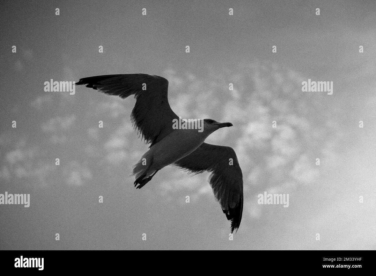 Bird flying high in Black and White Stock Photos & Images - Alamy