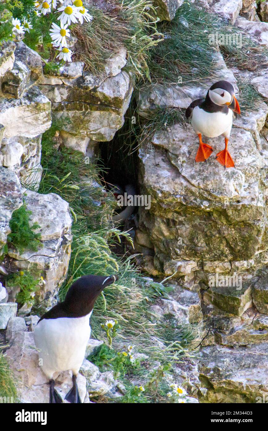 puffin and burrow Stock Photo - Alamy