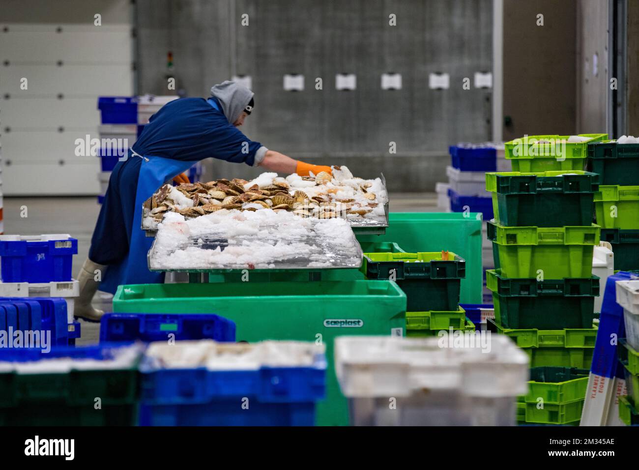 Illustration picture shows the open outcry fish auction (vismijn ...