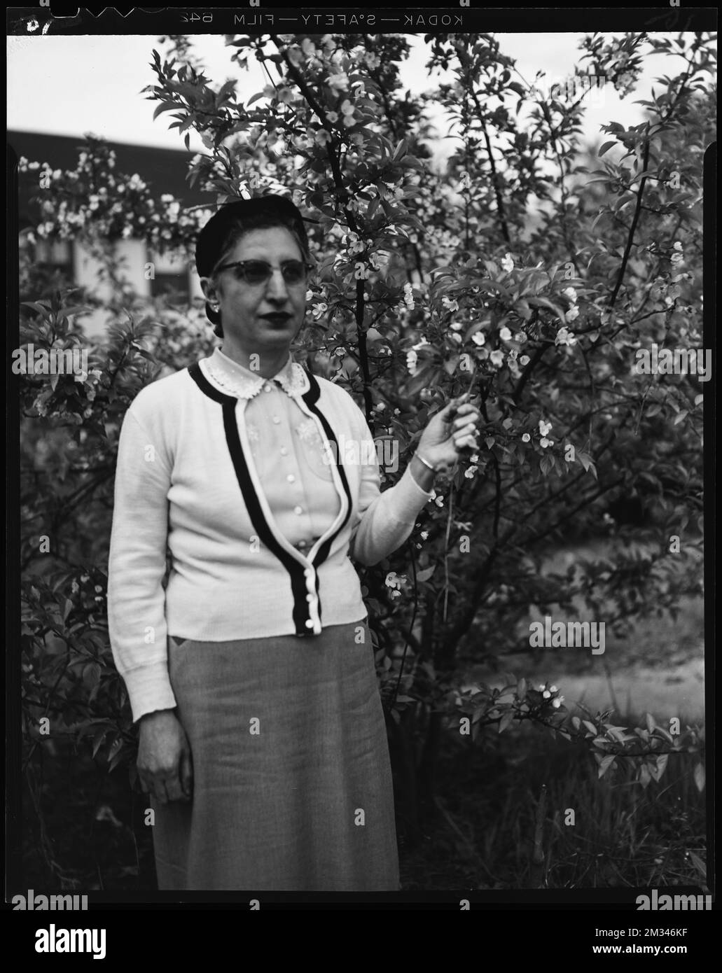 Gladys Changelian , Cherry trees. Leon Abdalian Collection Stock Photo ...