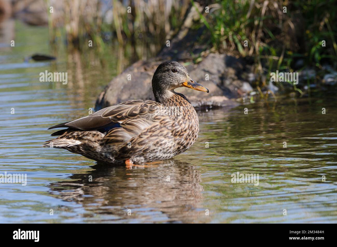 Oiseau colvert hi-res stock photography and images - Alamy