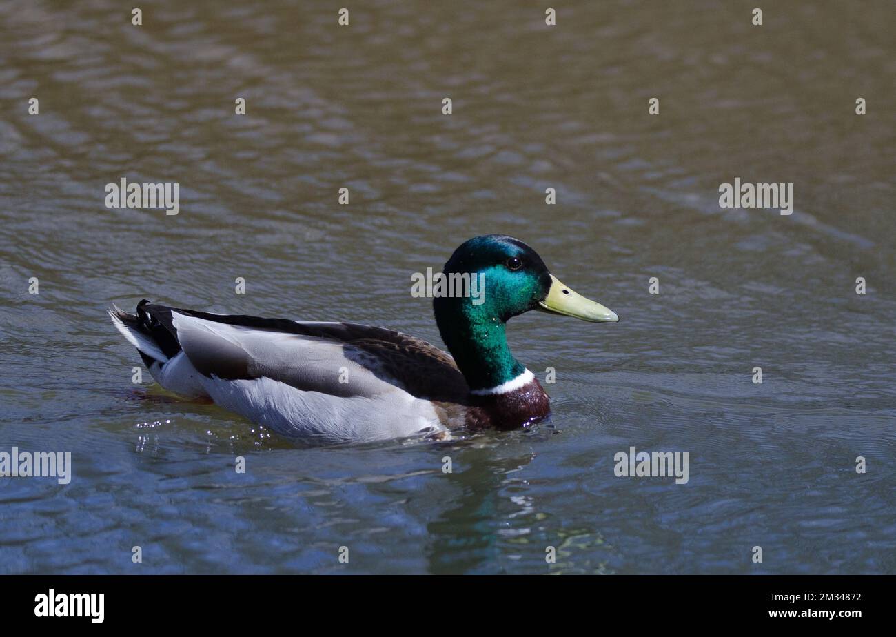 Oiseau colvert hi-res stock photography and images - Alamy