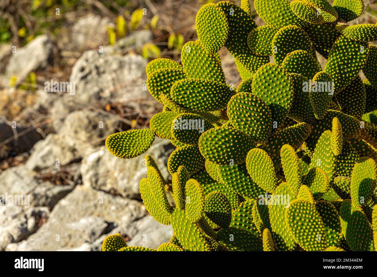 The family of Cactaceae plants with succulent (water-storing) stems ...