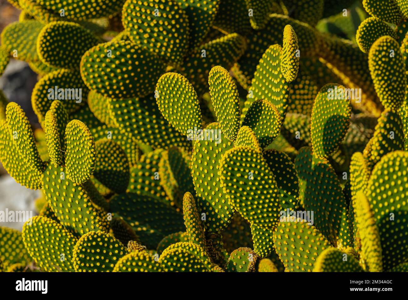 The family of Cactaceae plants with succulent (water-storing) stems ...